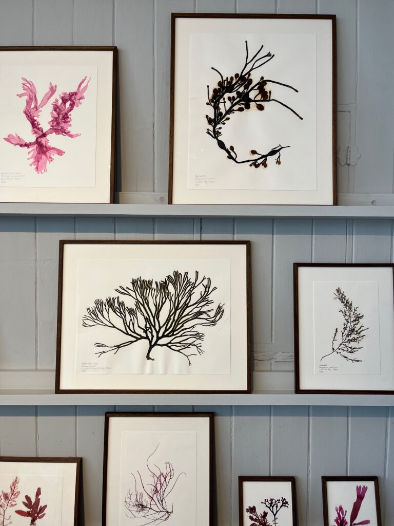Seaweed Artwork | Cup of Jo